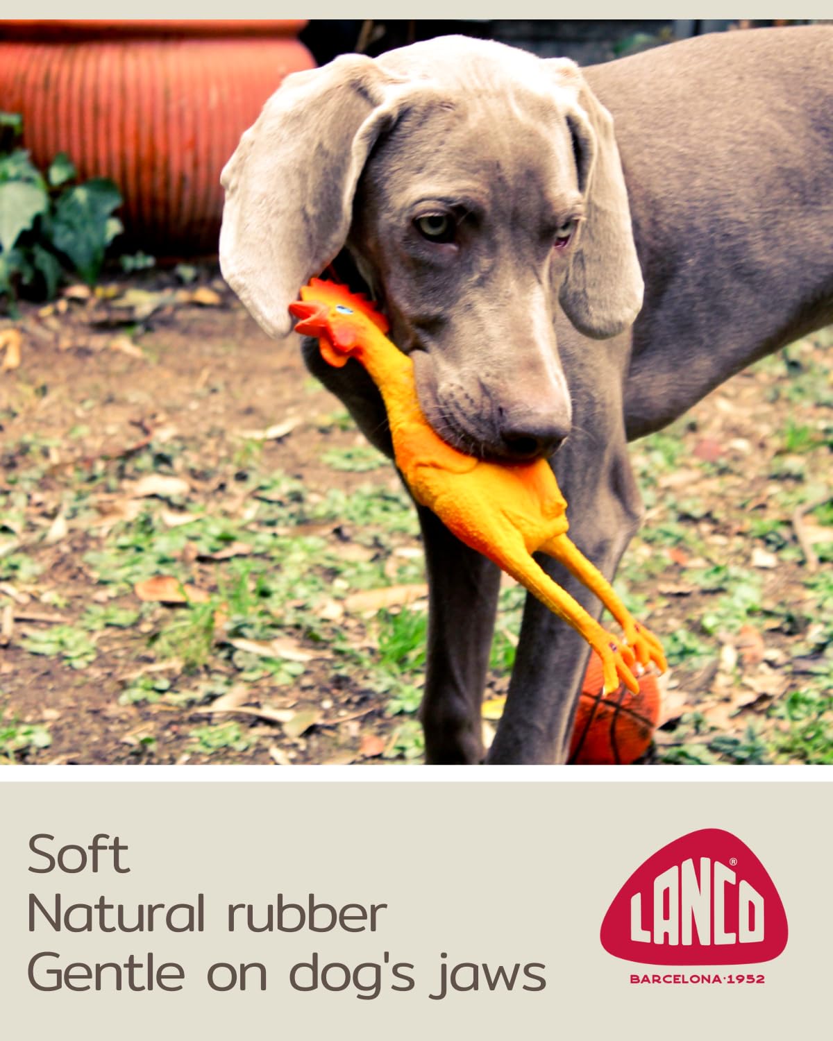 Rubber Chicken Dog Toys - Natural Rubber (Latex) - Lead-Free Chemical-Free - Handpainted - Soft Unstuffed Squeaky (Medium)