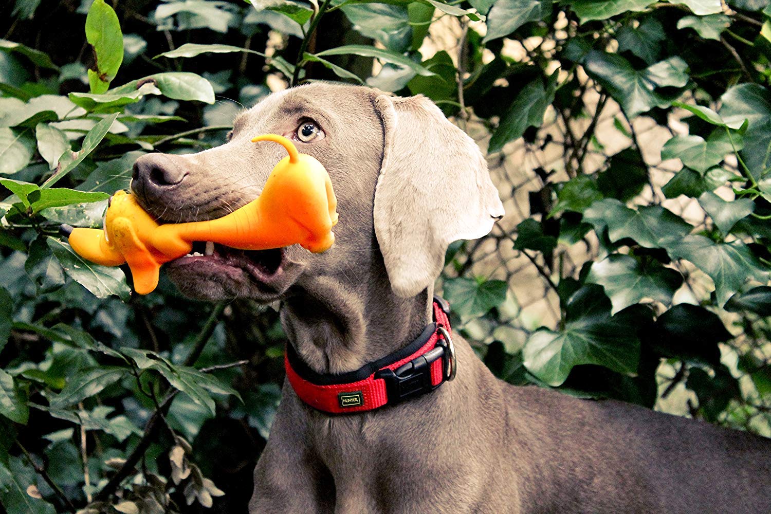 Dachshund - Soft, Squeaky Dog Toy - Natural Rubber (Latex) – Dachshund Gift - for Small Breeds, Medium Dogs - Puppy Toy - Free from Harmful Chemicals - Handpainted