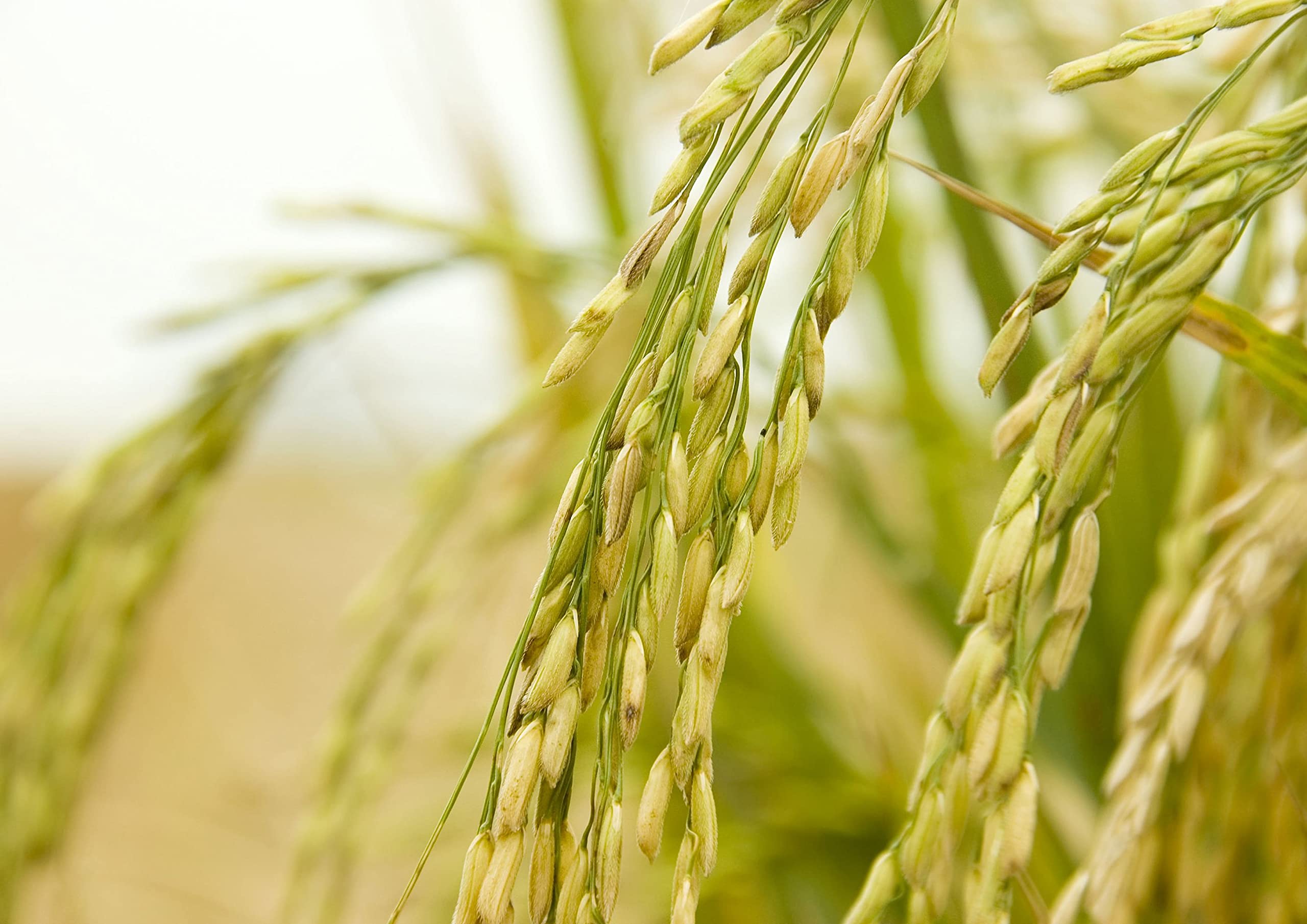Food to Live Jasmine Brown Rice, 6 Pounds β Whole-Grain and Long-Grain Thai Rice, Vegan, Kosher, Bulk. Higher in Fiber than White Jasmine Rice. Great as Side Dish