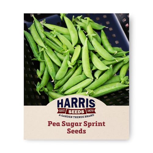 Garden Trends - Pea Seeds - Sugar Sprint Variety - Treated, Non-GMO Vegetable for Outdoor Planting Home Garden - Compact Vines - Edible, Stringless Pods - 100 Seeds