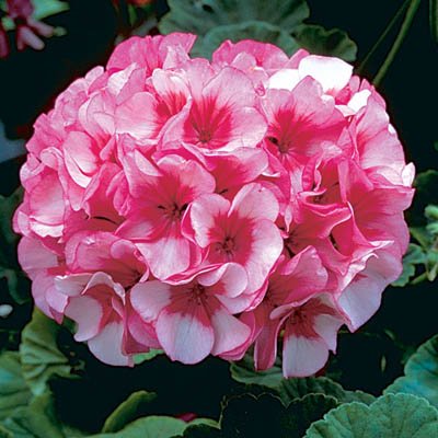 Geranium Seeds - Maverick Star F1 Hybrid Non-GMO Seeds - White and Rose Colored Flowers - 100 Flower Seeds- Drought Tolerant Flower Seeds