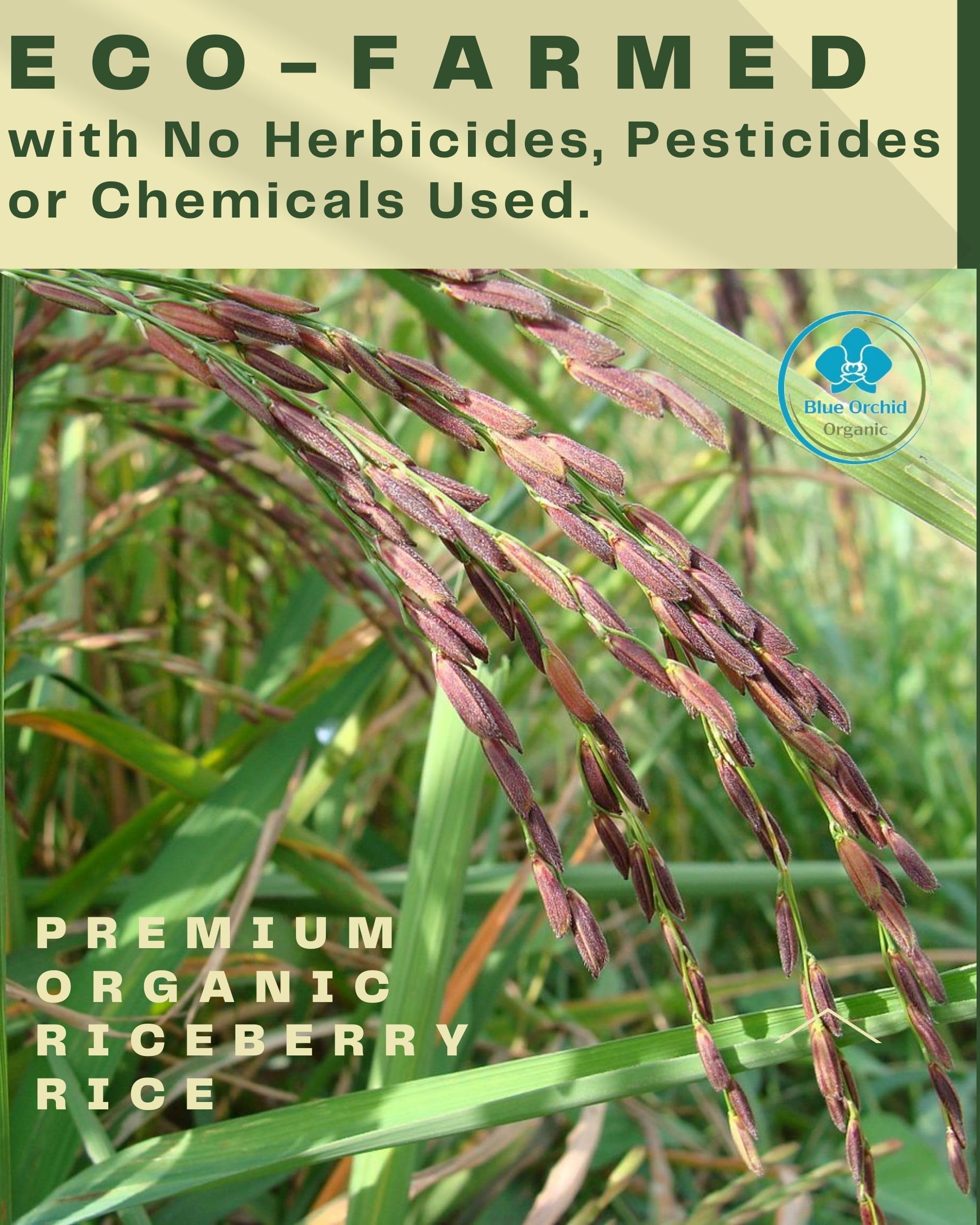 Organic Riceberry Rice - Purple Thai Black Jasmine Rice - Premium Freshness - Small Lot Harvest Direct from our Farm to your Table - 2 LB