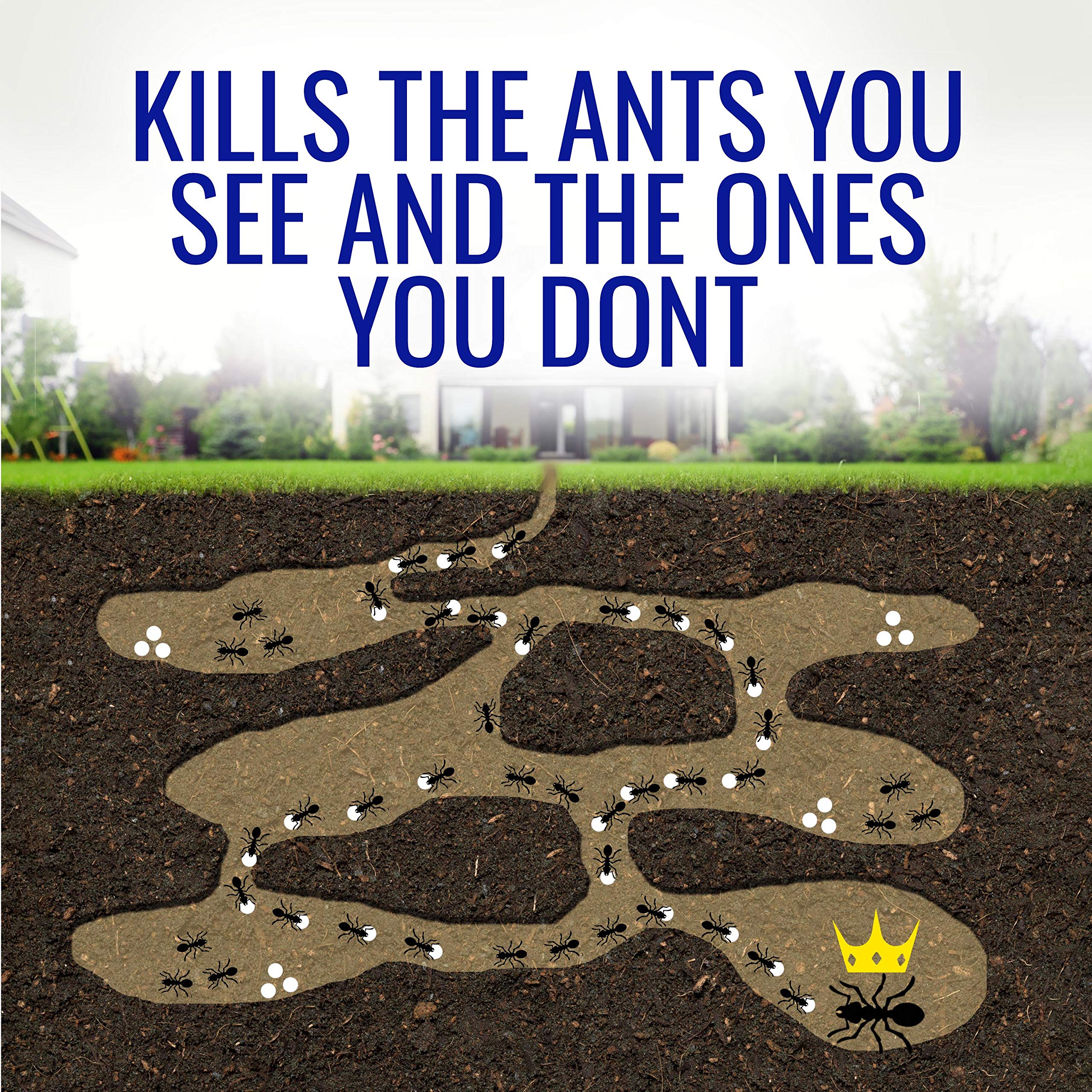 Terro T100-12 Liquid Ant Killer II, 1 oz, Pack of 2