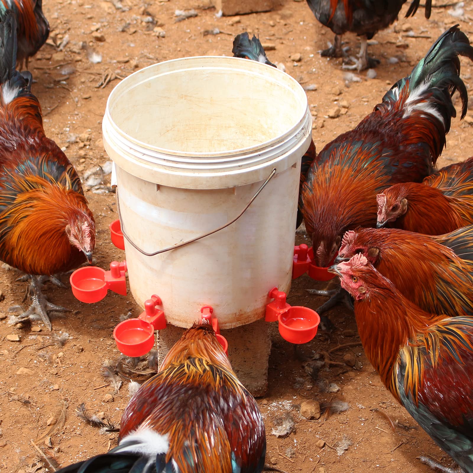 Chicken Feeder and Waterer Kit, 6 PCS Poultry Feeders No Waste and Chicken Water Cups for Buckets Barrels