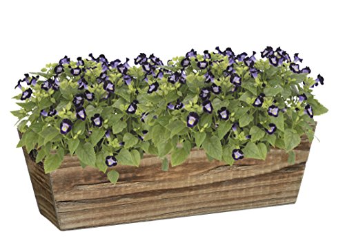 Classic Home and Garden Wood Window Box - Handled Buffalo Brown
