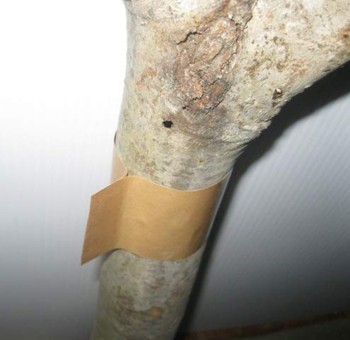 Slippery Barrier Tape. Gypsy Mothe/Sponge Moth Tent, Walnut Caterpillar,/ Cankerworm/Bark Scorpion / + / 30 ft roll
