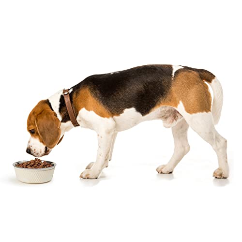 PetRageous 16010 Kona Stainless Steel Non-Slip Dishwasher-Safe Dog Bowl 3.75-Cup 6.75-Inch Diameter 2.5-Inch Tall for Medium and Large Dogs and Cats, White