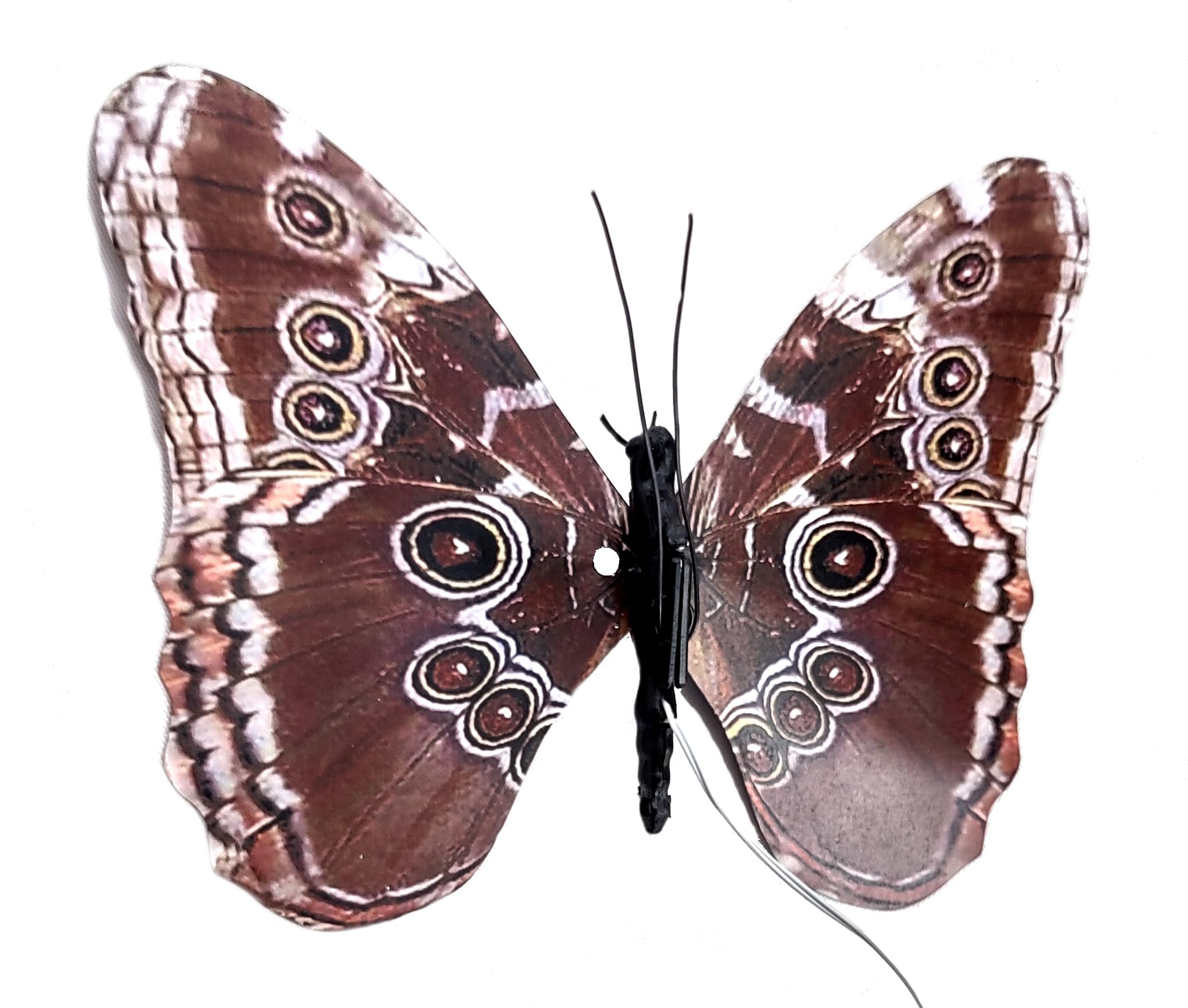 Flexinol Moving Butterfly (Blue Morpho)