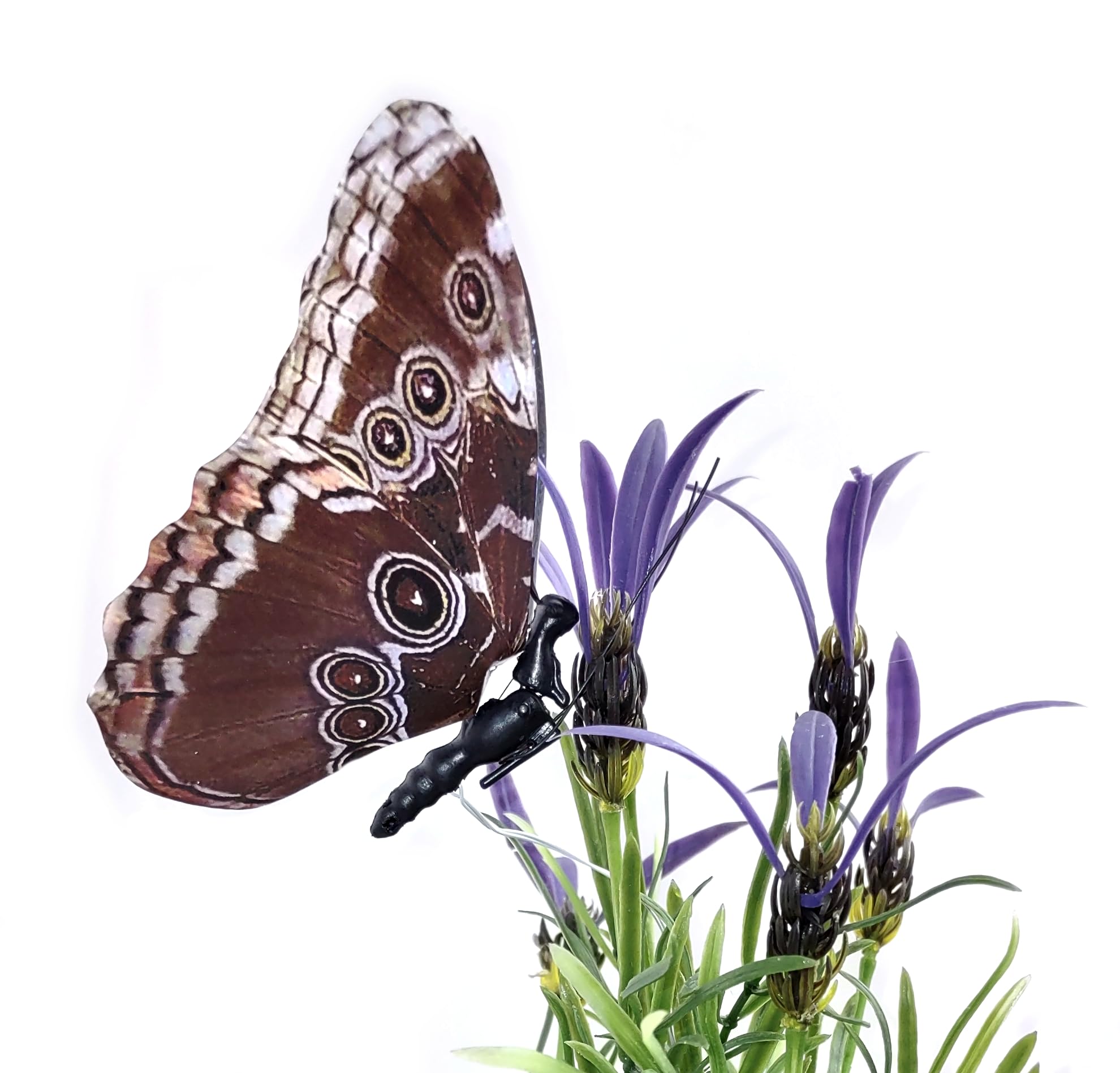 Flexinol Moving Butterfly (Blue Morpho)