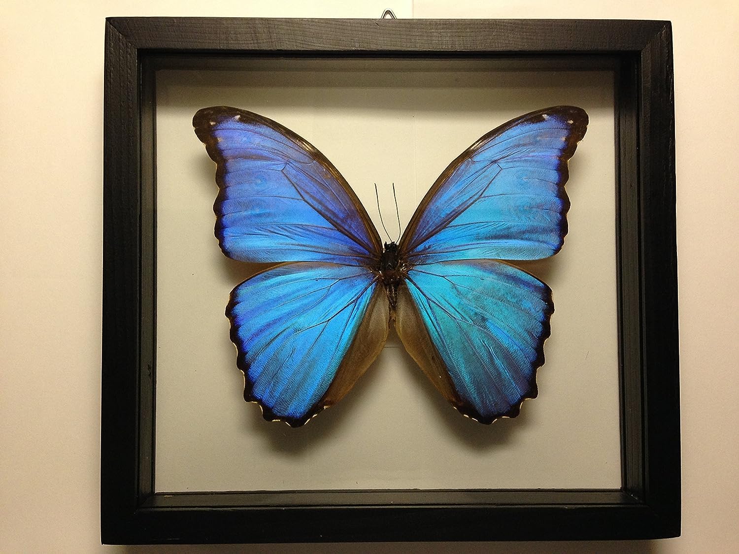 Ben the Butterfly Guy Blue Morpho Butterfly Framed and Mounted in Black Display