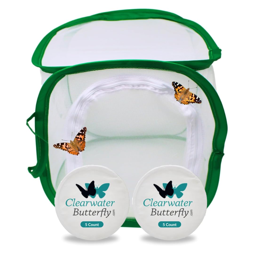 Clearwater Butterfly Live Painted Lady Butterflies - Butterfly Growing Kit with Live Caterpillars - Mesh Cage Included - Butterfly Habitat - 10 Live Caterpillars to Butterflies - Live Butterfly Kit