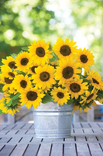 Burpee Sunny Bunch Sunflower Seeds 25 seeds