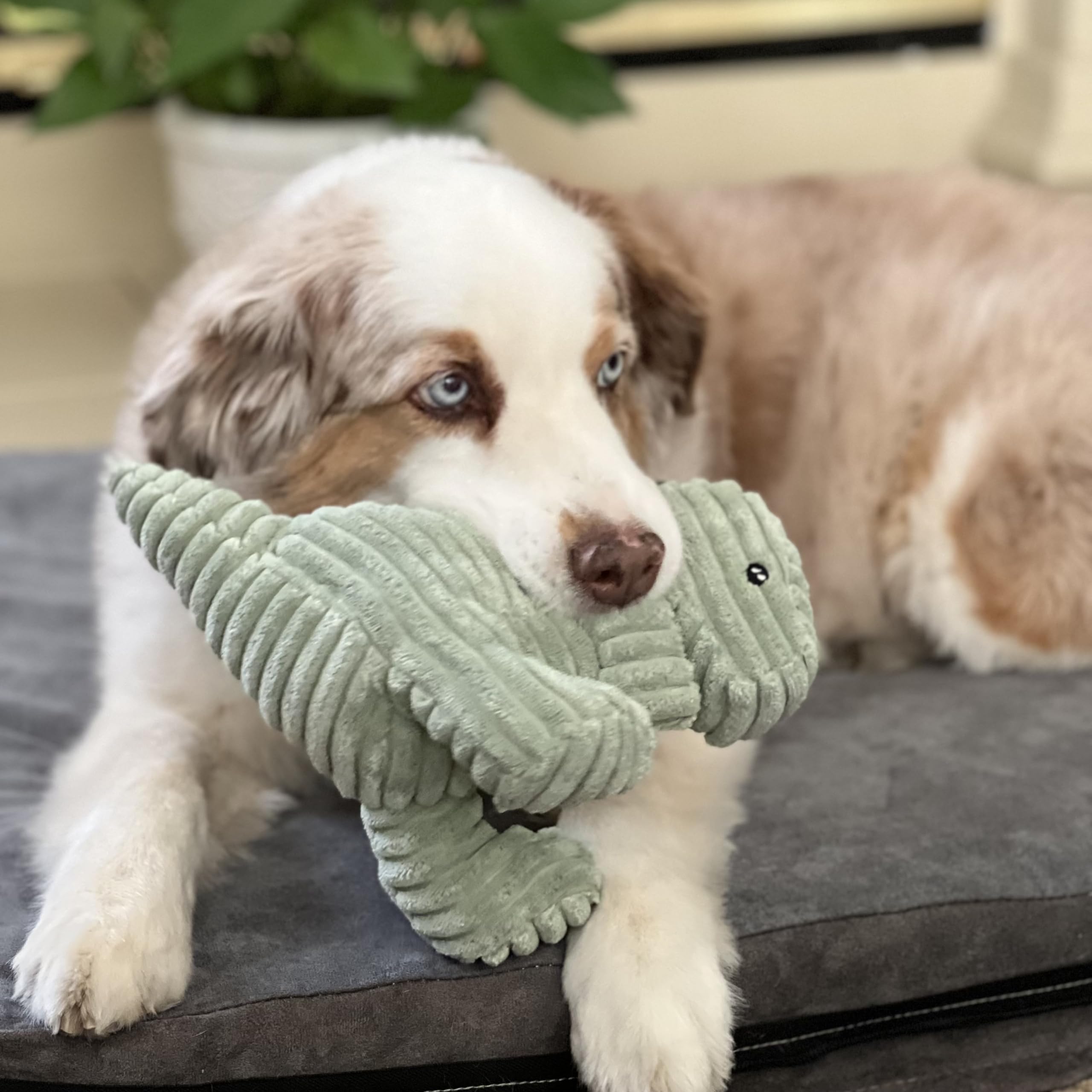 MORELIFE Naughty Dogs Dinos Plush Squeaky Toy | for Small Medium Large Dogs, All Dog Breeds, Green