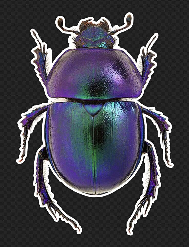 Offbeat Stickers 3'' Bug Purple Beetle Exotic Insect Spiritual Persevere Science Luck Decal for Car Bumper Truck Window Laptop