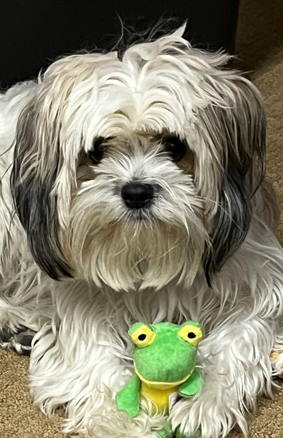 Glory To Dog TinyToy Green Frog Plush Dog Toy for Puppies and Small Dogs