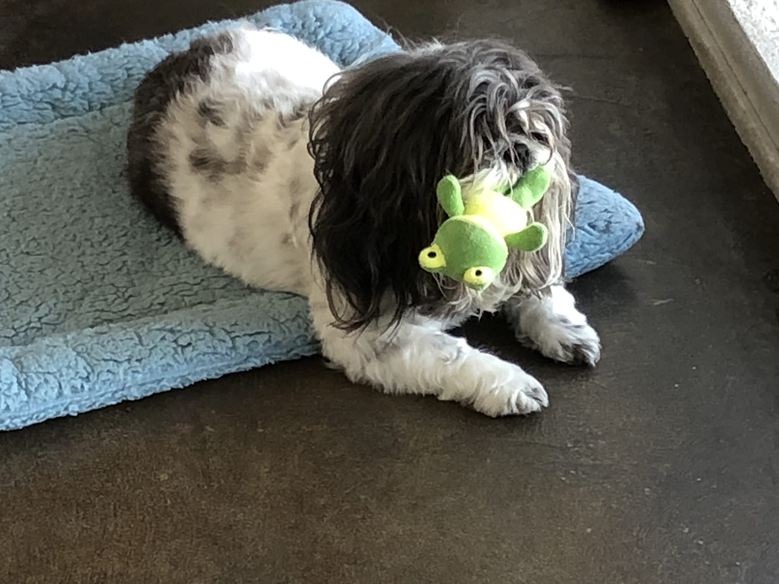 Glory To Dog TinyToy Green Frog Plush Dog Toy for Puppies and Small Dogs