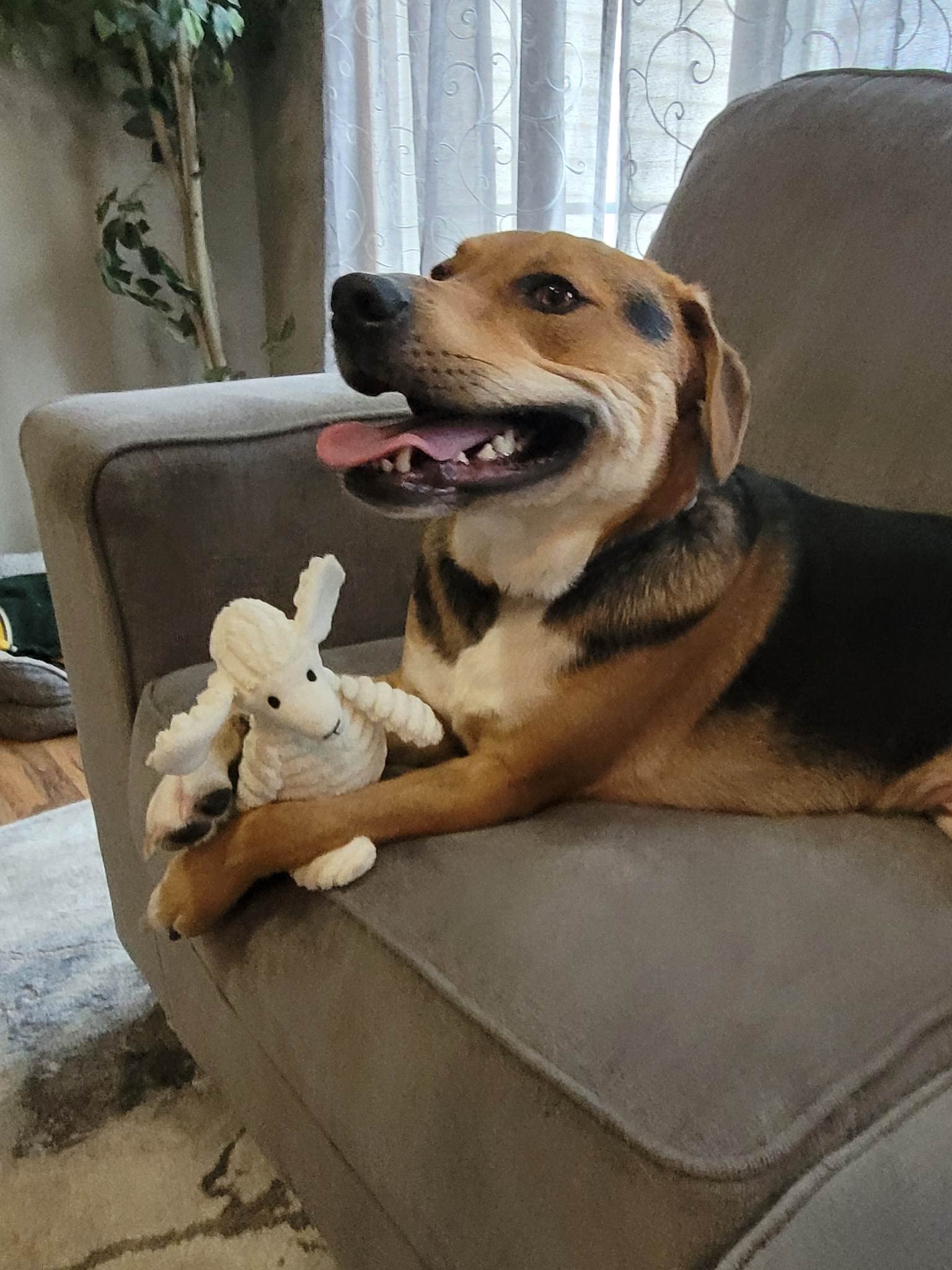 Adorable Plush and Squeaky Dog Chew Toys (3-Pack, Duck, Lamb, and Pig) - by Imbo Pets
