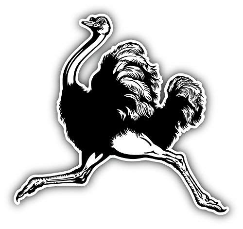 DG Graphics Running Ostrich Art Decor 5'' x 5'' Magnet Vinyl Magnetic Sheet for Lockers, Cars, Signs, Refrigerator