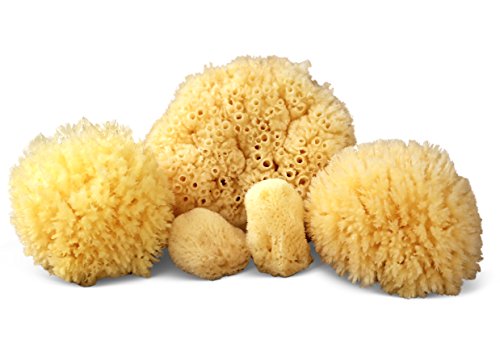 Real Natural Sea Sponges Multipack - 5pc Spa Gift Set in Premium Bag, Kind on Skin, for Bath Shower Facial Cleansing, Pamper Moms Brides Girlfriends & Teens by Constantia Beauty®