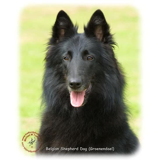 CafePress Belgian Shepherd (Groenendael) Mug Ceramic Coffee Mug, Tea Cup 11 oz
