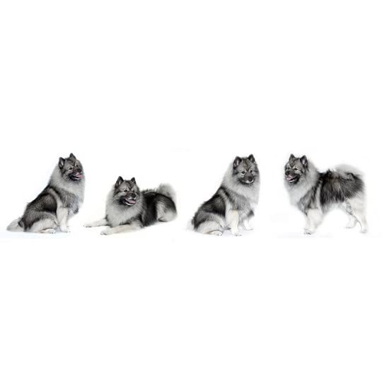 CafePress Keeshond Mugs Ceramic Coffee Mug, Tea Cup 11 oz