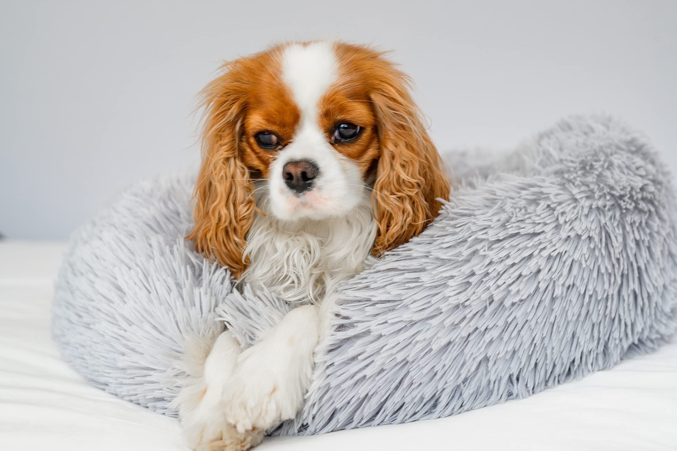 Generic Small Dog Bed, Faux Fur and Polyester, 28"x28", Machine Washable