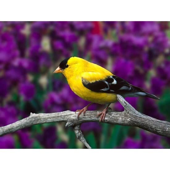 CafePress American Goldfinch Bird Black And Yellow Mugs Ceramic Coffee Mug, Tea Cup 11 oz