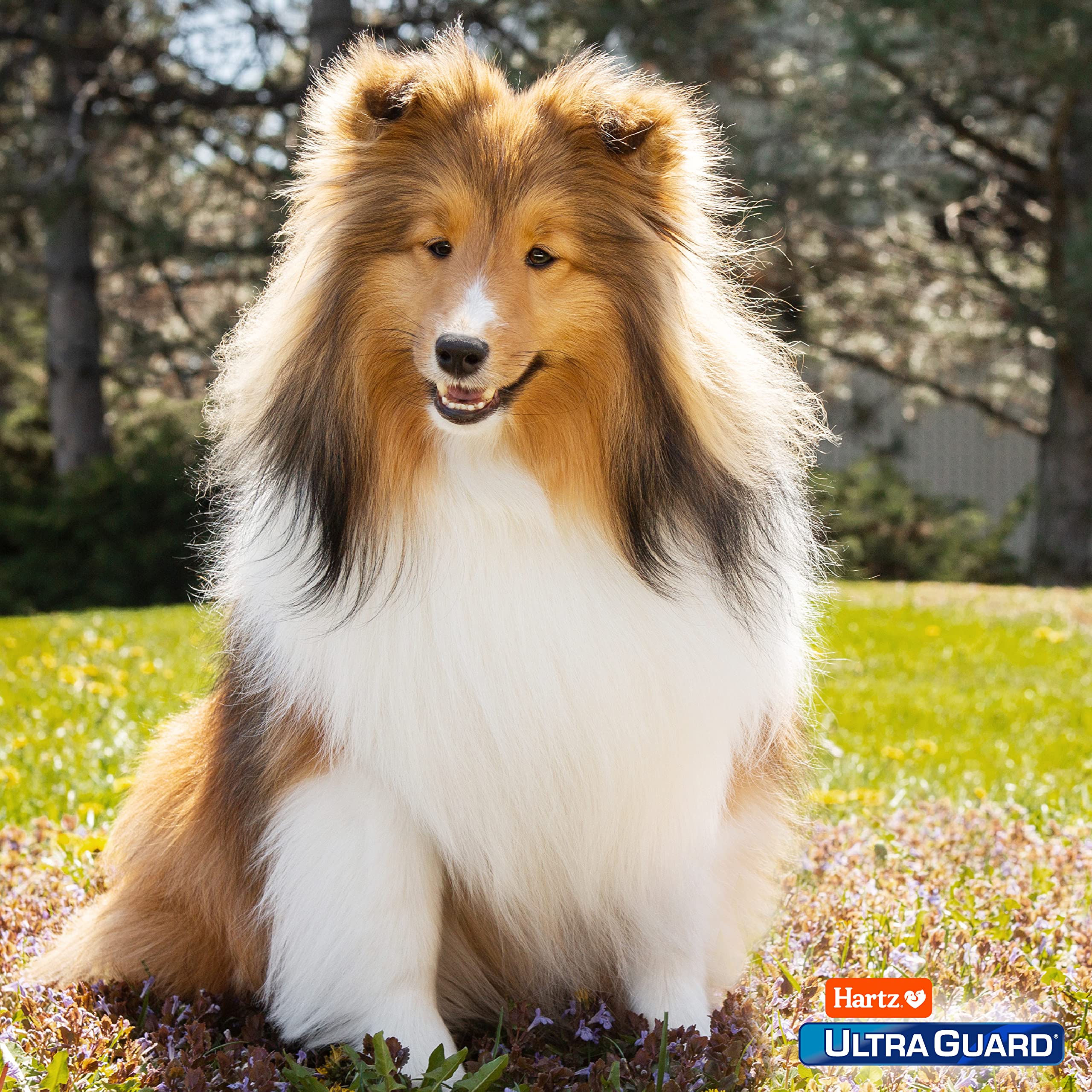 Hartz UltraGuard Pro Topical Flea & Tick Prevention for Dogs and Puppies, 31-60 lbs 6 Monthly Treatments