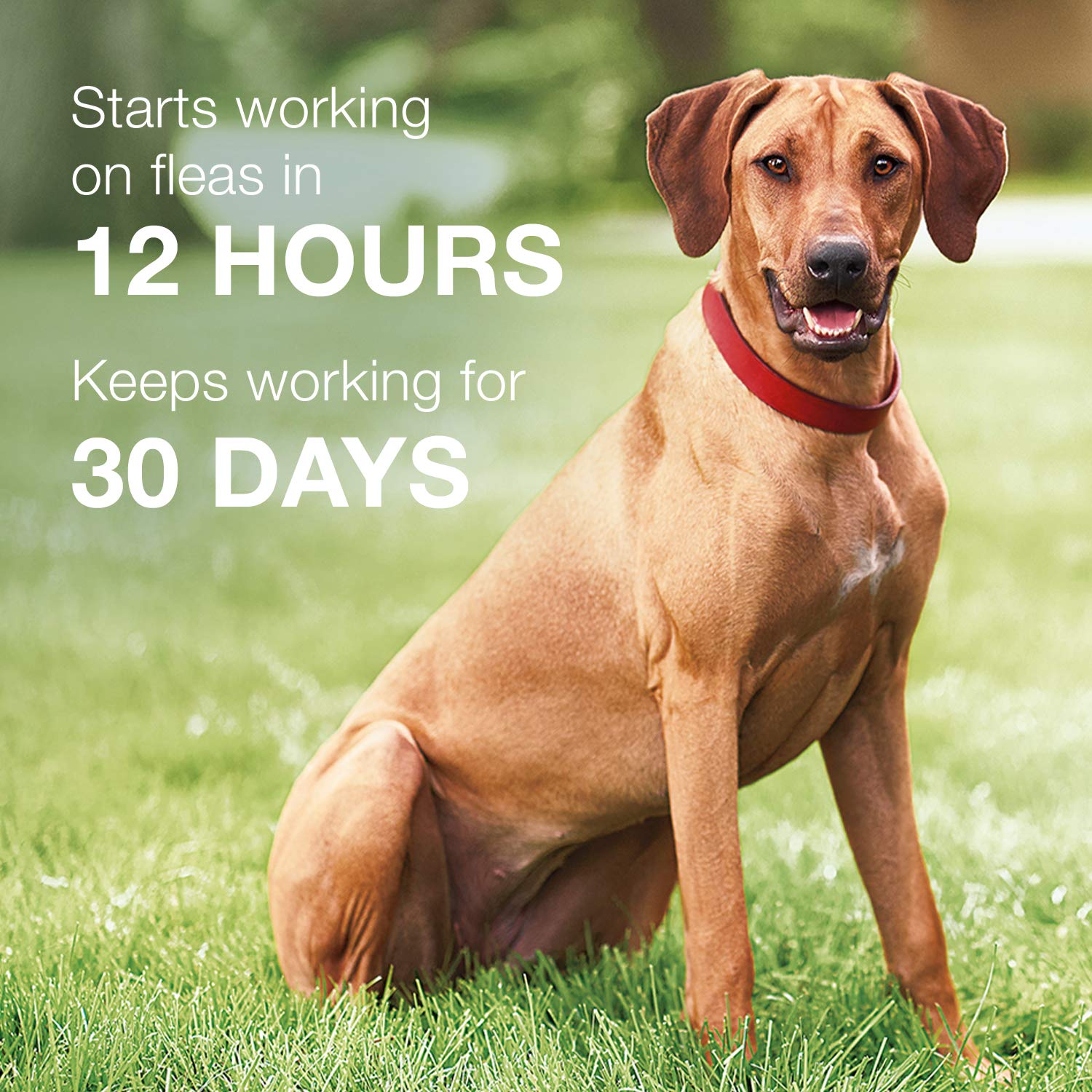 Bayer K9 Advantix II Flea and Tick Prevention for Extra-Large Dogs 4-Pack, Over 55 Pounds
