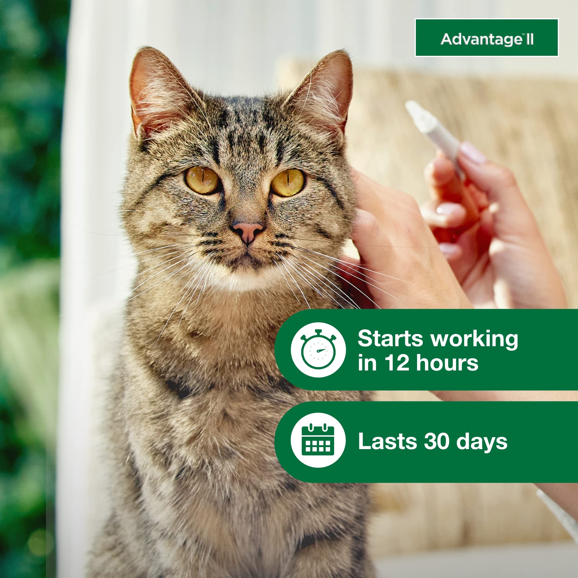 Advantage II Large Cat Vet-Recommended Flea Treatment & Prevention | Cats Over 9 lbs. | 4-Month Supply