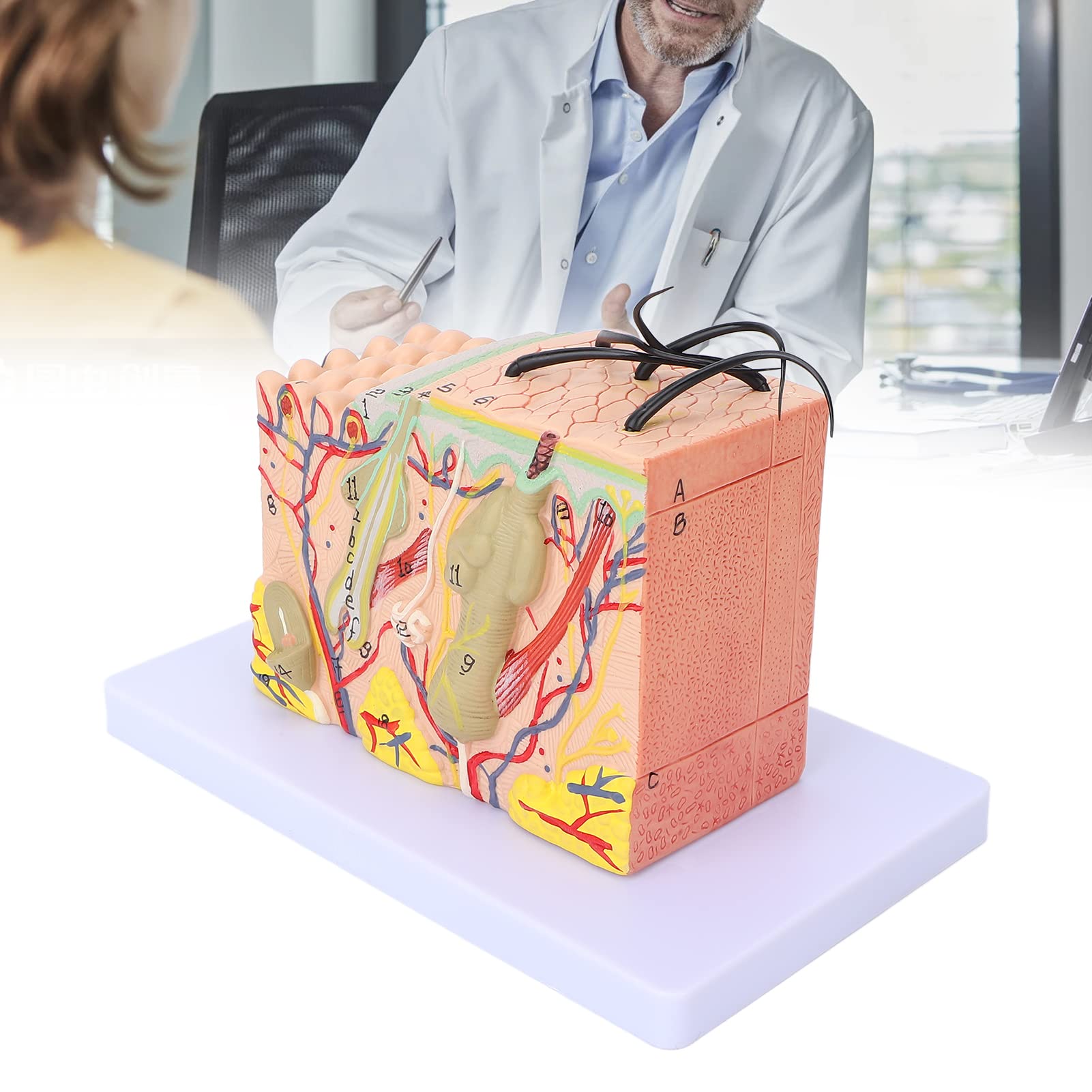 35x Enlarged Anatomical Skin Model for Cosmetology Study 3D Teaching Aids with Labeled Diagram Skin Model Ultrassist Skin Anatomy Model Teaching Tool for Science Study
