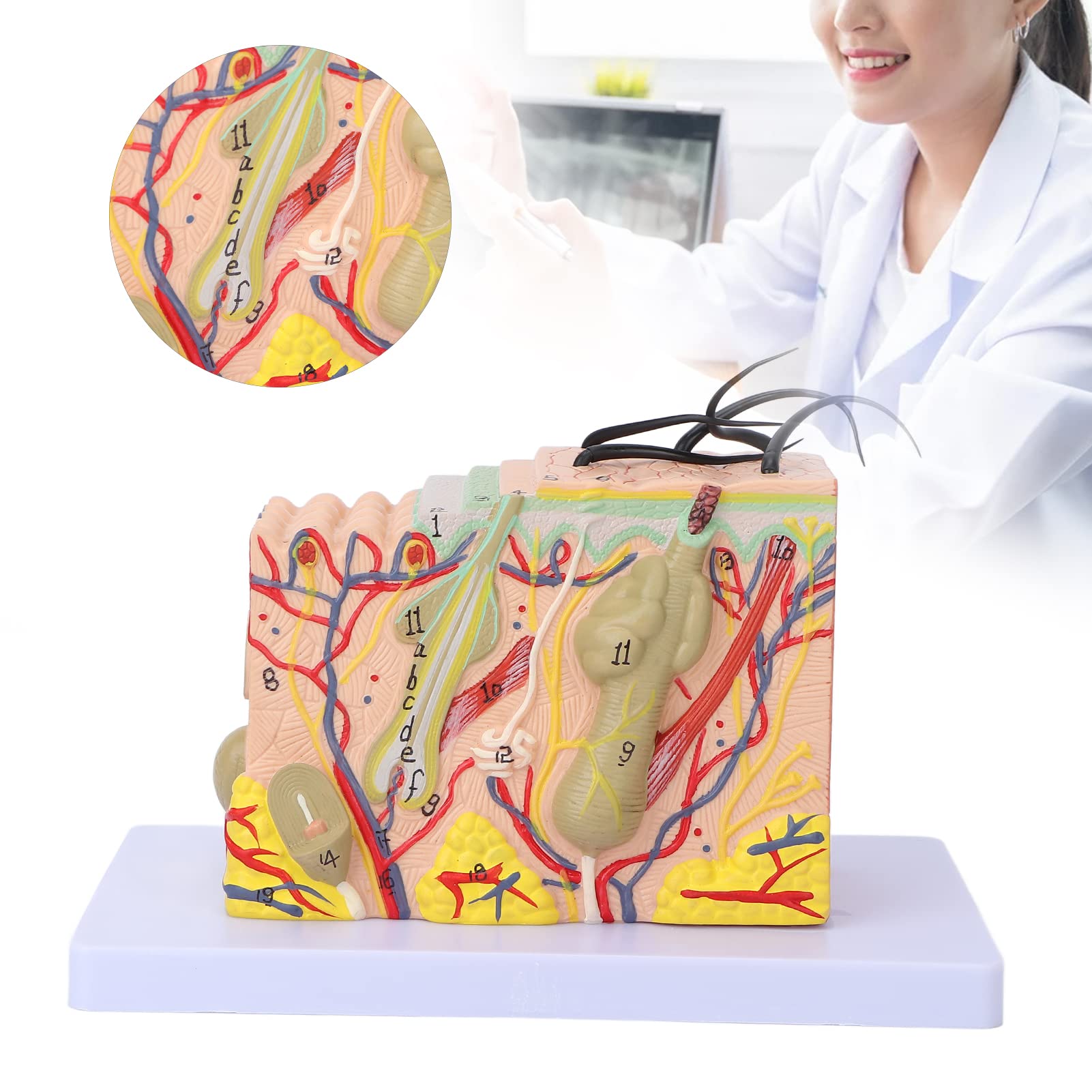 35x Enlarged Anatomical Skin Model for Cosmetology Study 3D Teaching Aids with Labeled Diagram Skin Model Ultrassist Skin Anatomy Model Teaching Tool for Science Study