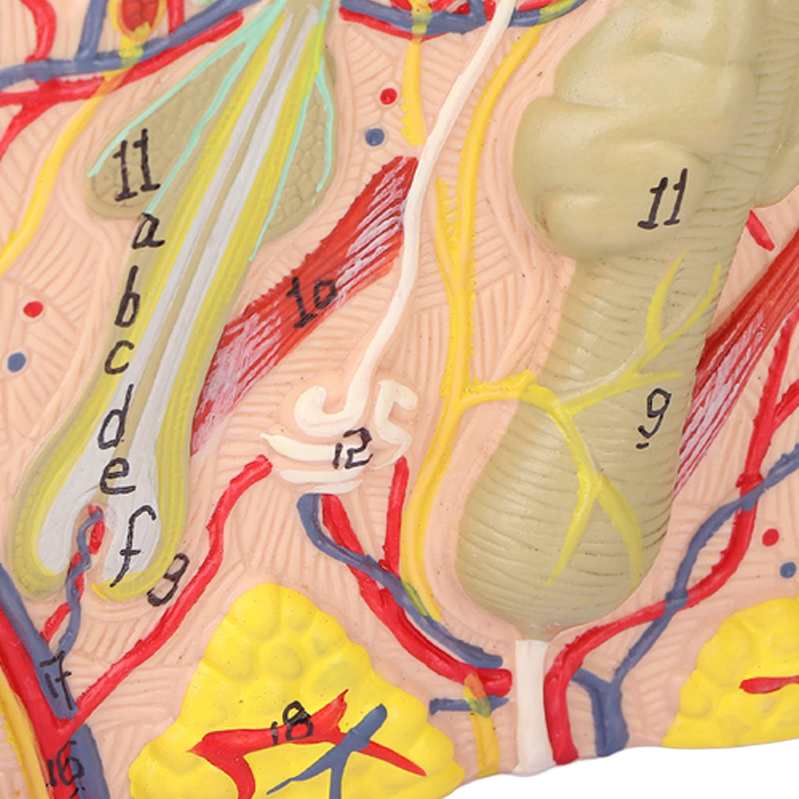 35x Enlarged Anatomical Skin Model for Cosmetology Study 3D Teaching Aids with Labeled Diagram Skin Model Ultrassist Skin Anatomy Model Teaching Tool for Science Study