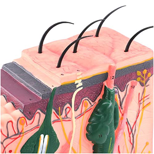 Educational Model Skin Model - 35X Enlarged Human Skin Anatomy Model - PVC Material Human Skin Model -for Science Classroom Teaching Study, lab Equipment
