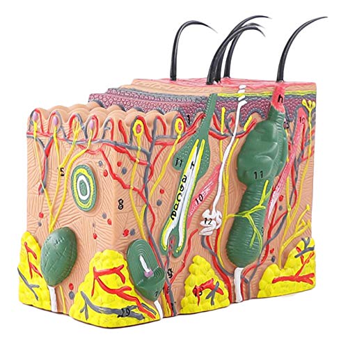 Educational Model Skin Model - 35X Enlarged Human Skin Anatomy Model - PVC Material Human Skin Model -for Science Classroom Teaching Study, lab Equipment