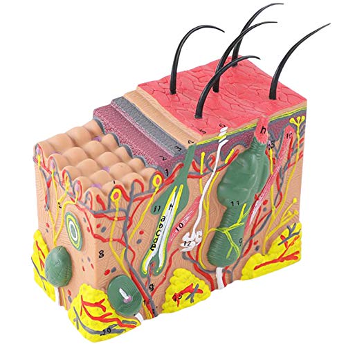 Educational Model Skin Model - 35X Enlarged Human Skin Anatomy Model - PVC Material Human Skin Model -for Science Classroom Teaching Study, lab Equipment