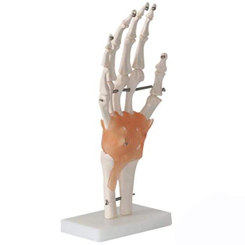 GagalU Hand Joint Model, Human Hand Joint Anatomical Skeleton with Skin Model Life Size, Teaching Supplies Doctors Office Educational Tool for School,Education