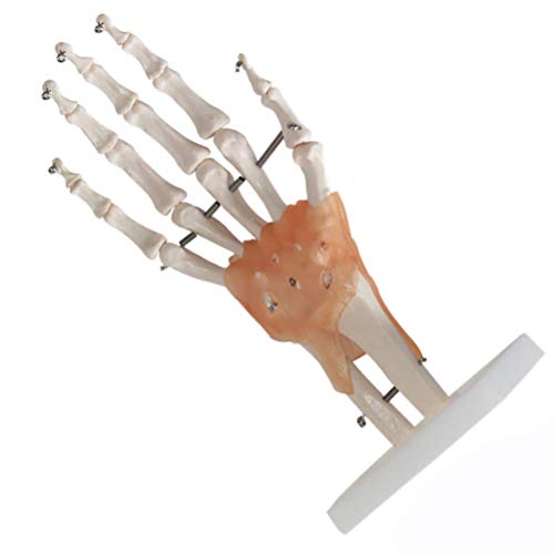GagalU Hand Joint Model, Human Hand Joint Anatomical Skeleton with Skin Model Life Size, Teaching Supplies Doctors Office Educational Tool for School,Education