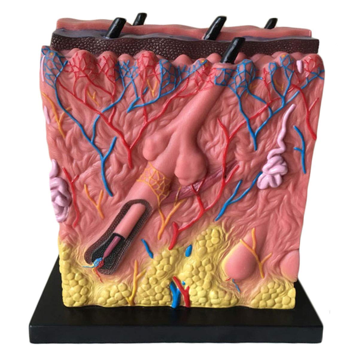 HAILIA Medical Models, Skin Anatomy Model,Hair Follicle Hair Anatomy Model Acne Pustule Blackhead Medical Teaching Model,for Medical Educational Training Aid,Study Display