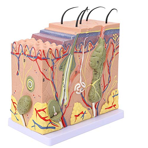 50X Human Skin Magnified Mode Laboratory Skin Model Biology Teaching