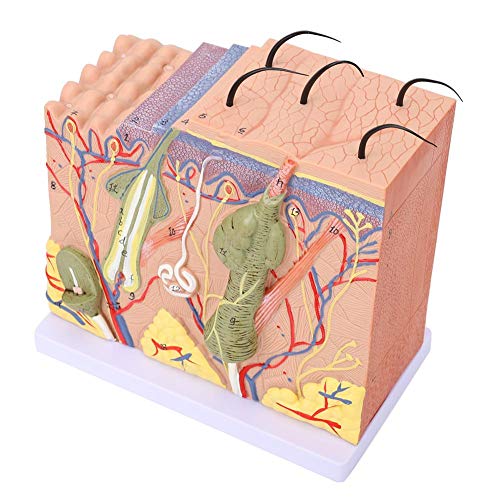 50X Human Skin Magnified Mode Laboratory Skin Model Biology Teaching