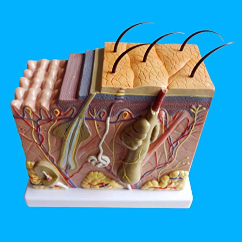 50X Human Skin Magnified Mode Laboratory Skin Model Biology Teaching