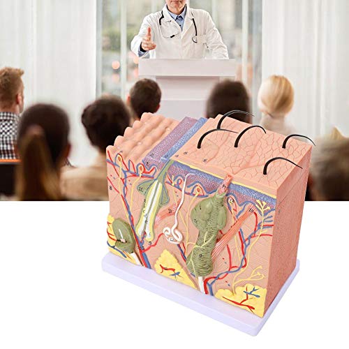 50X Human Skin Magnified Mode Laboratory Skin Model Biology Teaching
