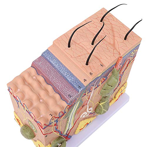 50X Human Skin Magnified Mode Laboratory Skin Model Biology Teaching