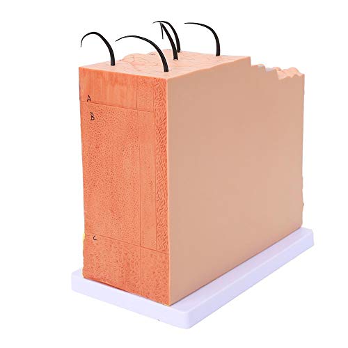 50X Human Skin Magnified Mode Laboratory Skin Model Biology Teaching