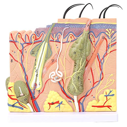 50X Human Skin Magnified Mode Laboratory Skin Model Biology Teaching