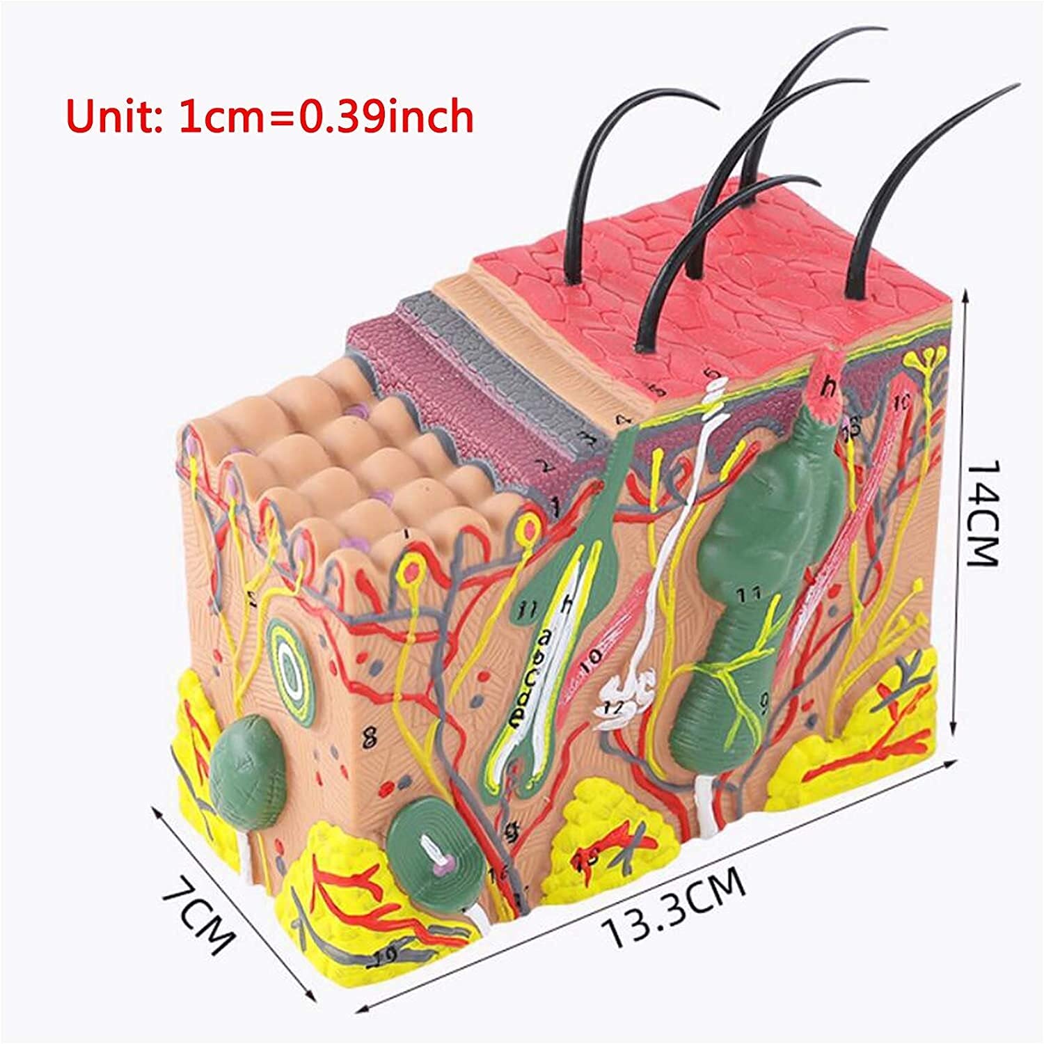HAILIA Medical Models, Skin Model 35X Enlarged Anatomical Model Human Skin Anatomy Model for Anatomic Office and Science Study