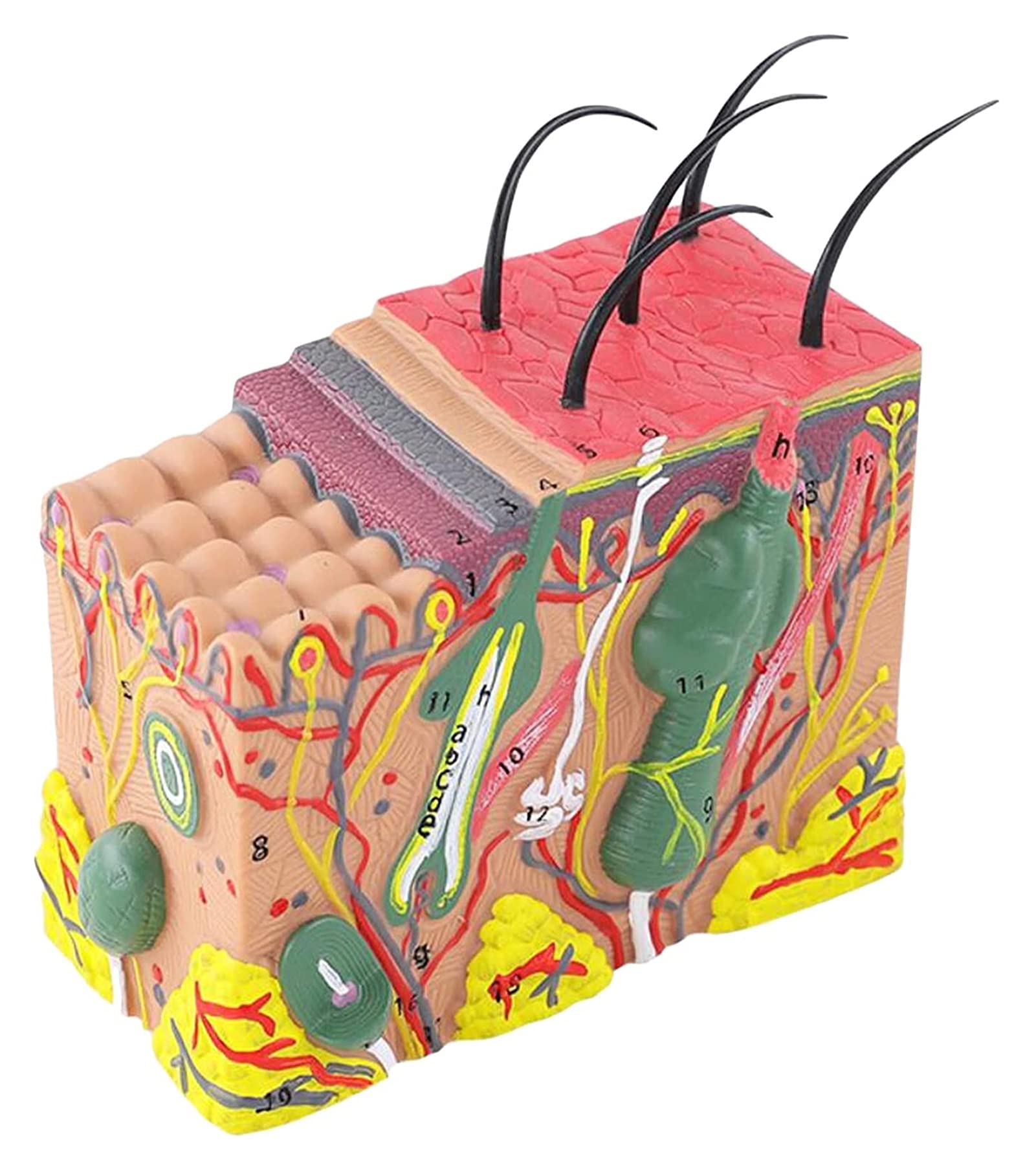 HAILIA Medical Models, Skin Model 35X Enlarged Anatomical Model Human Skin Anatomy Model for Anatomic Office and Science Study