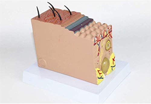 Educational Model Human Anatomy Skin Tissue Structure Enlarged Model Skin Hierarchy Model Simulation Stereo Skin Model Block for Medical Education Teaching Plastic Surgery