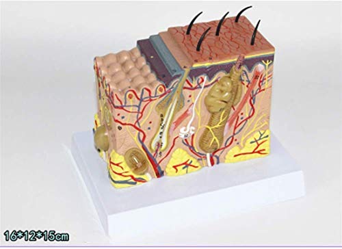 Educational Model Human Anatomy Skin Tissue Structure Enlarged Model Skin Hierarchy Model Simulation Stereo Skin Model Block for Medical Education Teaching Plastic Surgery
